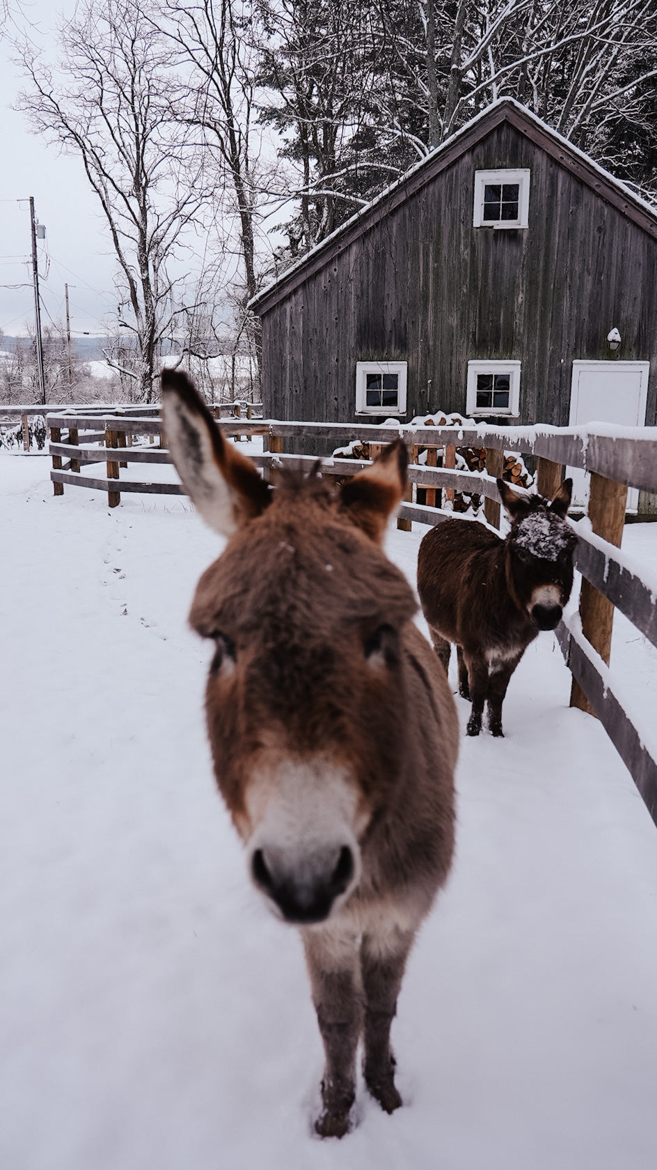 Living in Farm Bliss with Floral Designer Romane Recalde